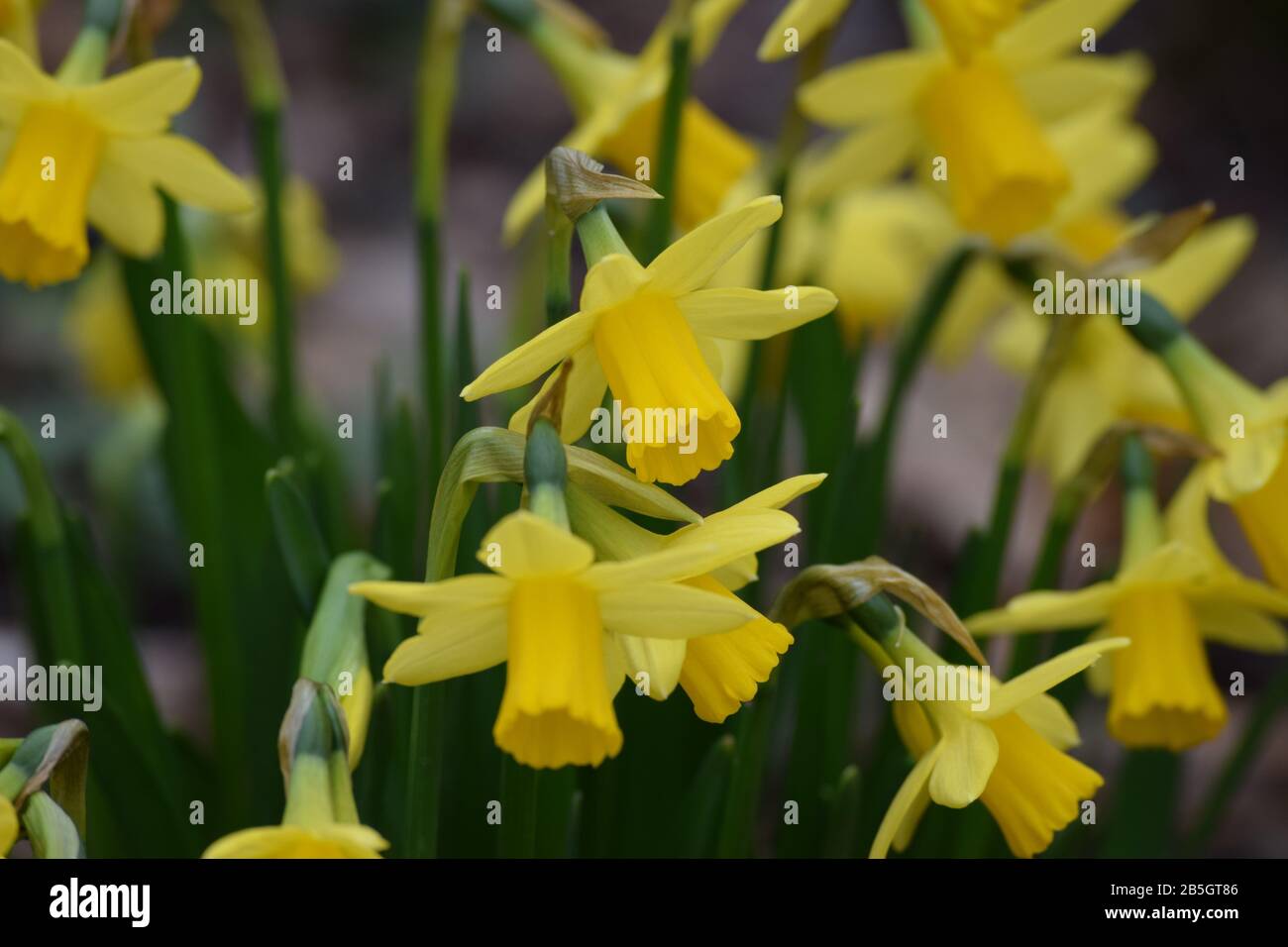 Easter bells hi-res stock photography and images - Alamy
