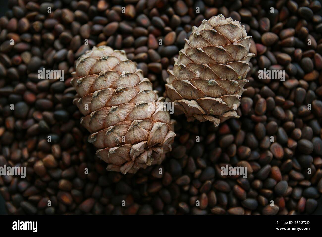 Pine nuts in shells as a background and two whole cedar cones, top view ...