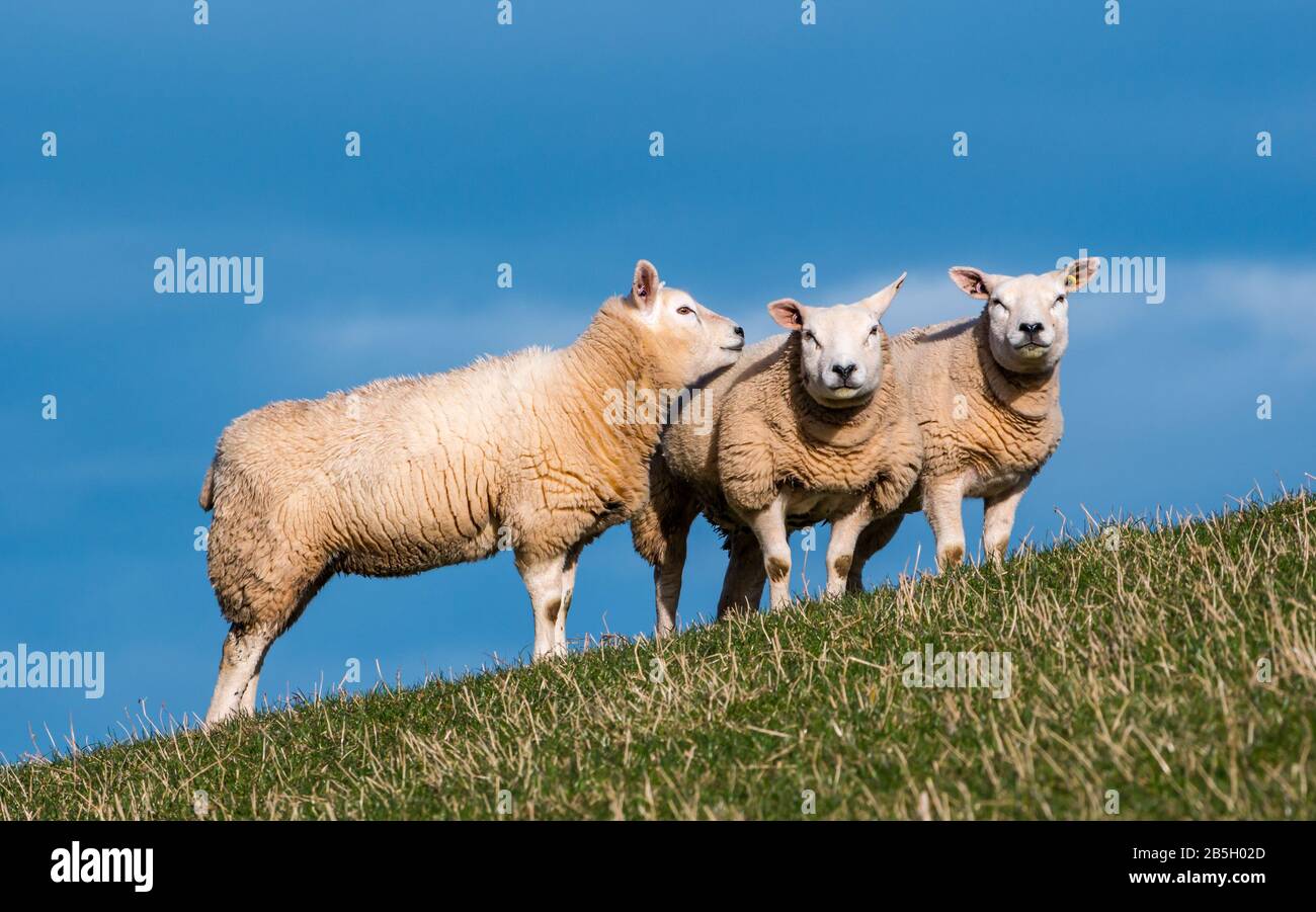 East Lothian, Scotland, United Kingdom. 8th Mar, 2020. UK Weather: A ...