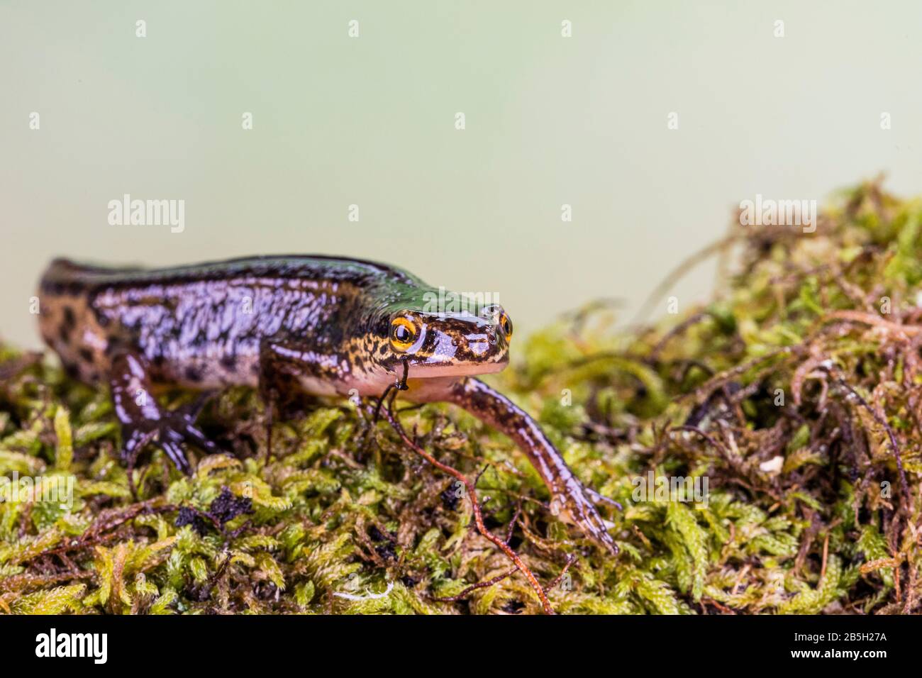A male palmate newt photographed in a controlled set up before release ...