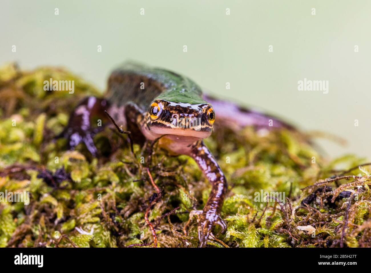 A male palmate newt photographed in a controlled set up before release ...