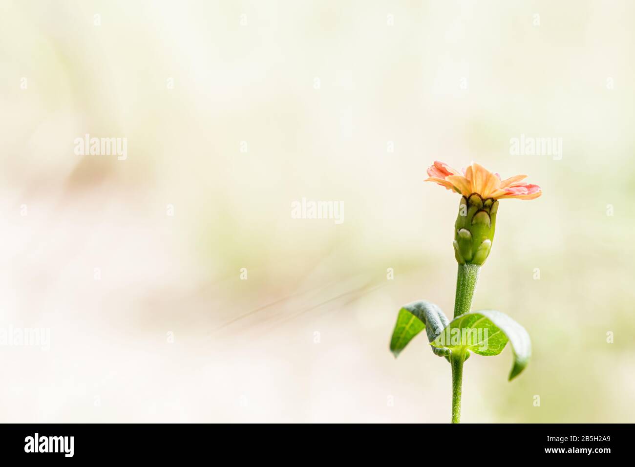 Side view of flower hi-res stock photography and images - Alamy