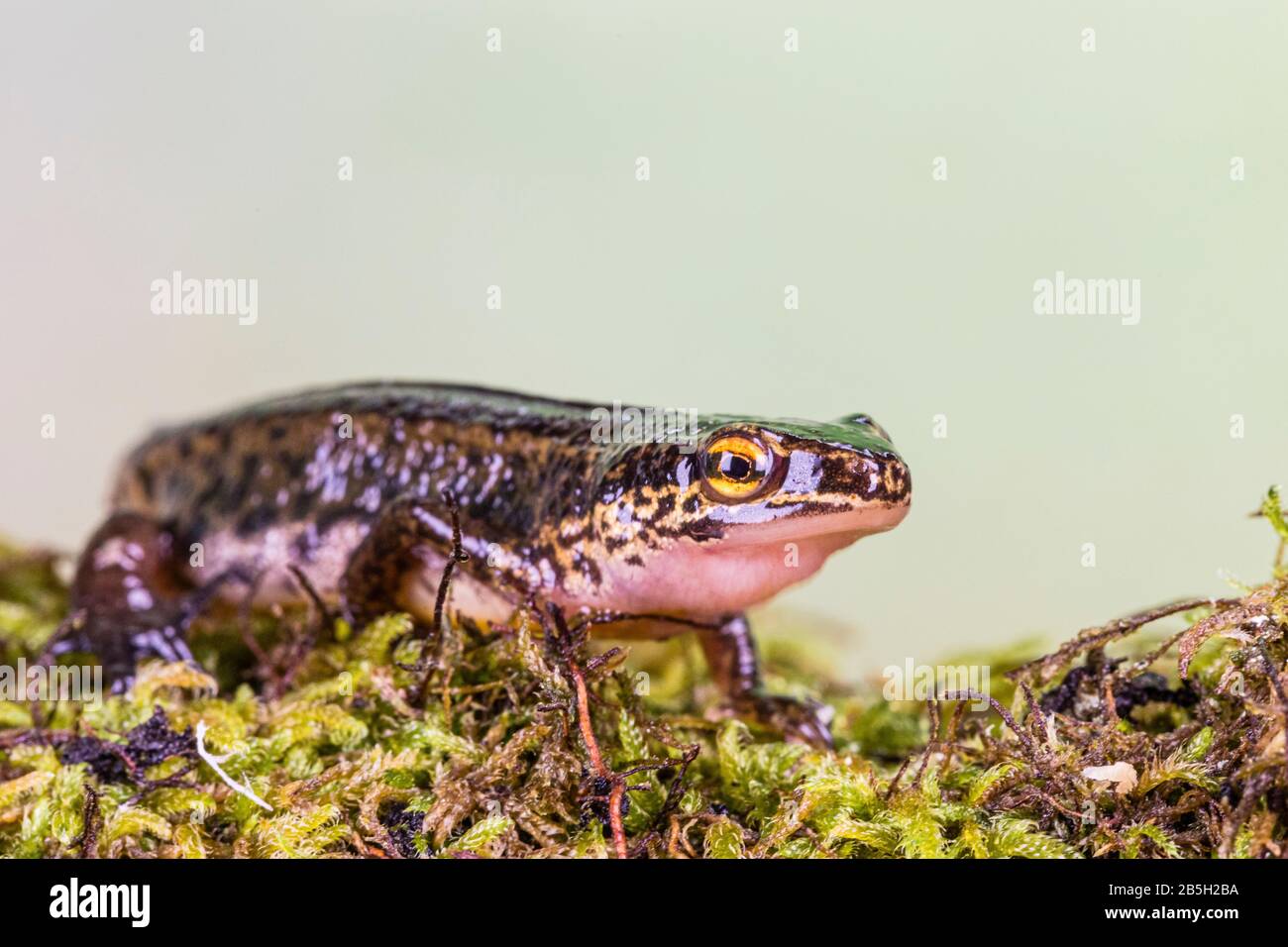 A male palmate newt photographed in a controlled set up before release ...