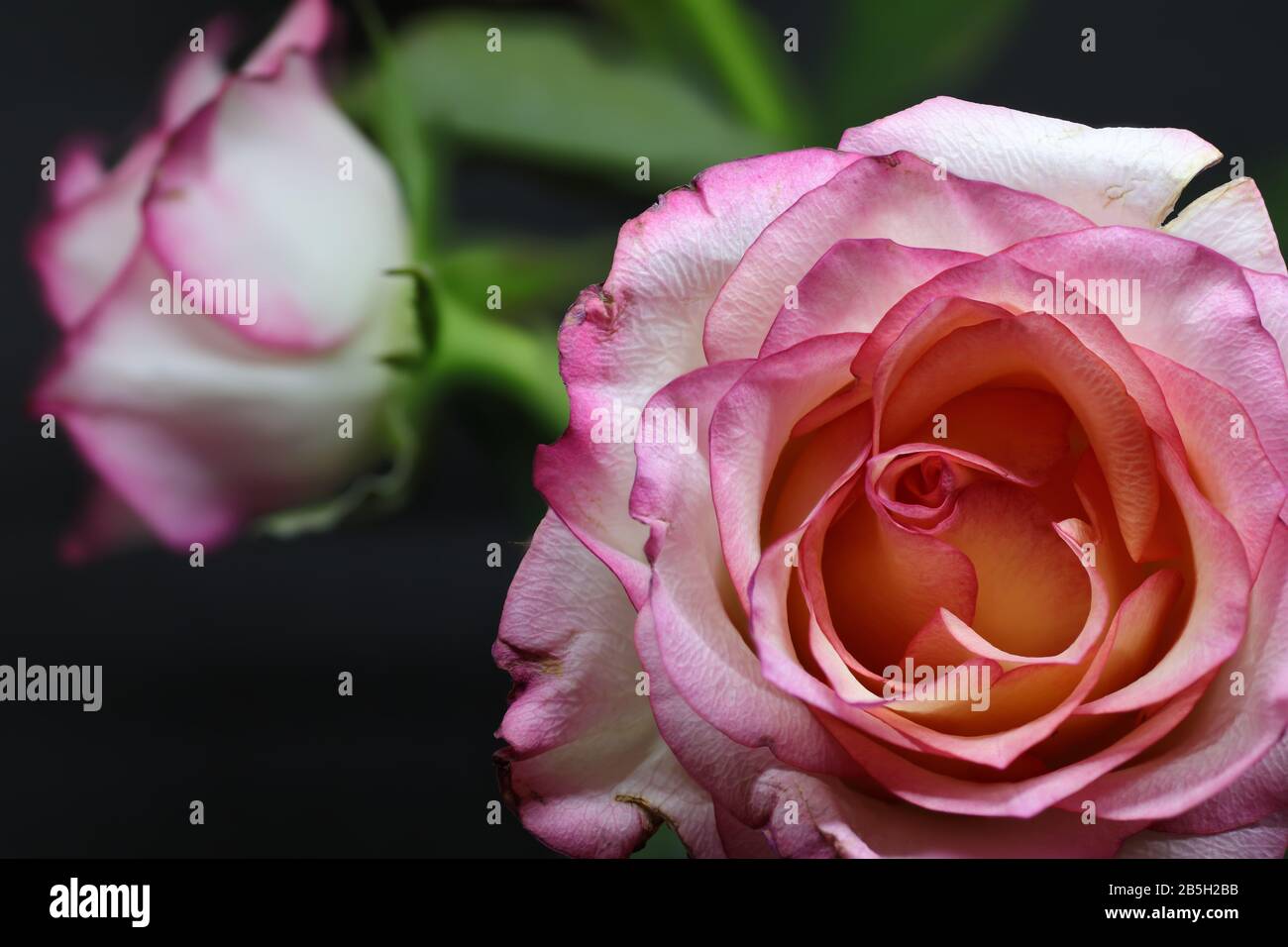 Detailed picture of rose hi-res stock photography and images - Alamy