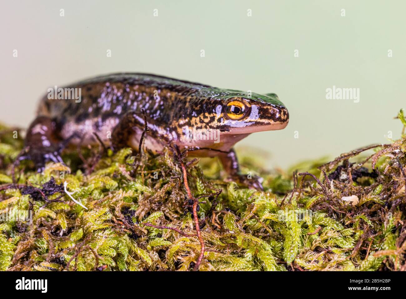 A male palmate newt photographed in a controlled set up before release ...