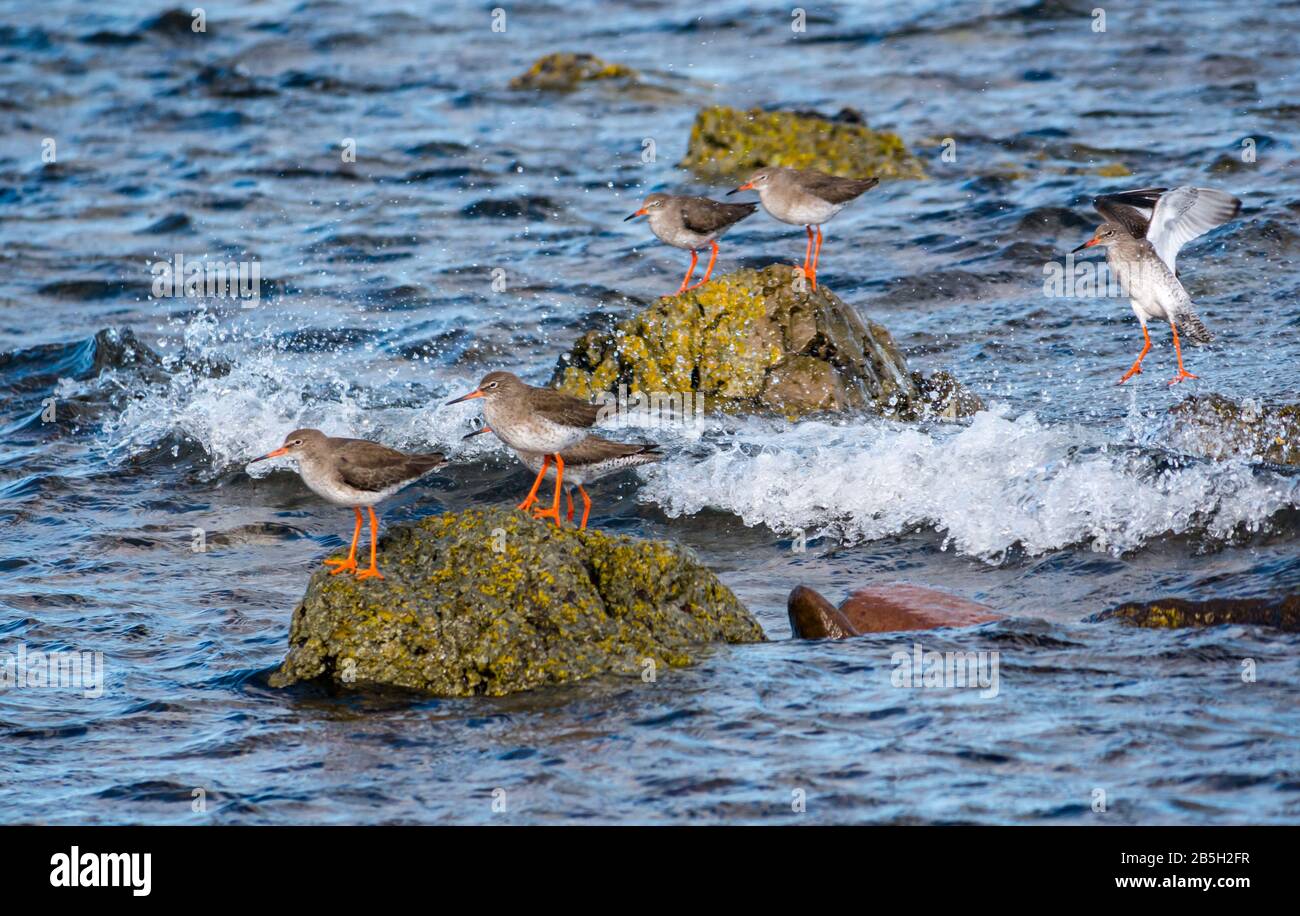 Shoreline birds hi-res stock photography and images - Alamy