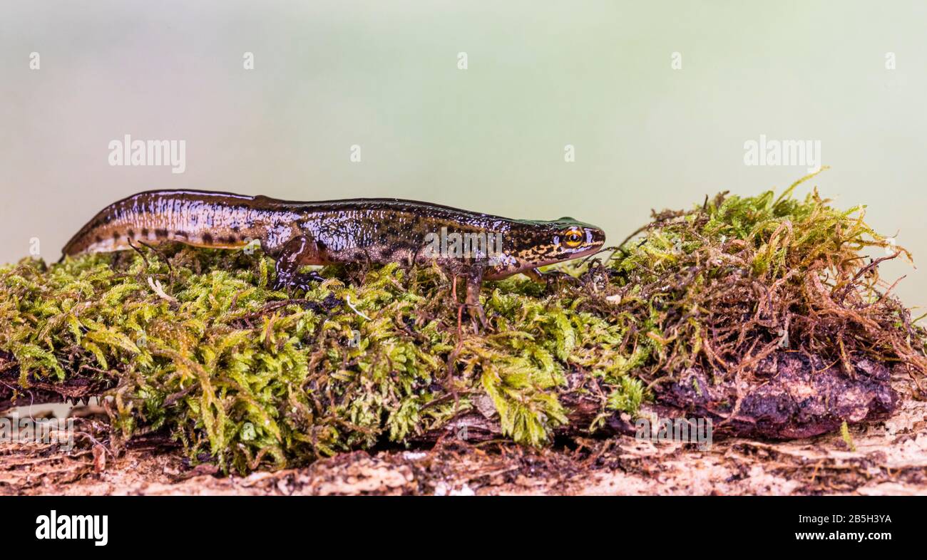 A male palmate newt photographed in a controlled set up before release ...