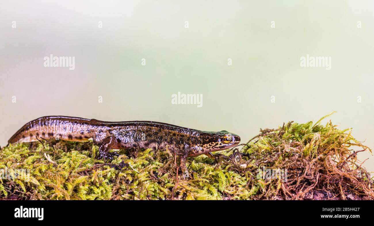 A male palmate newt photographed in a controlled set up before release ...