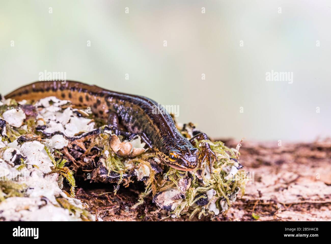A male palmate newt photographed in a controlled set up before release ...