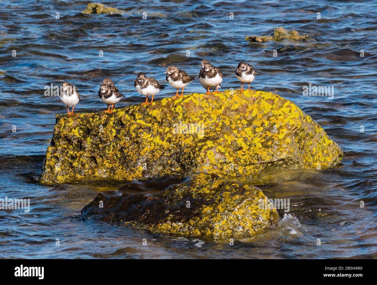 Turnstones birds hi-res stock photography and images - Alamy