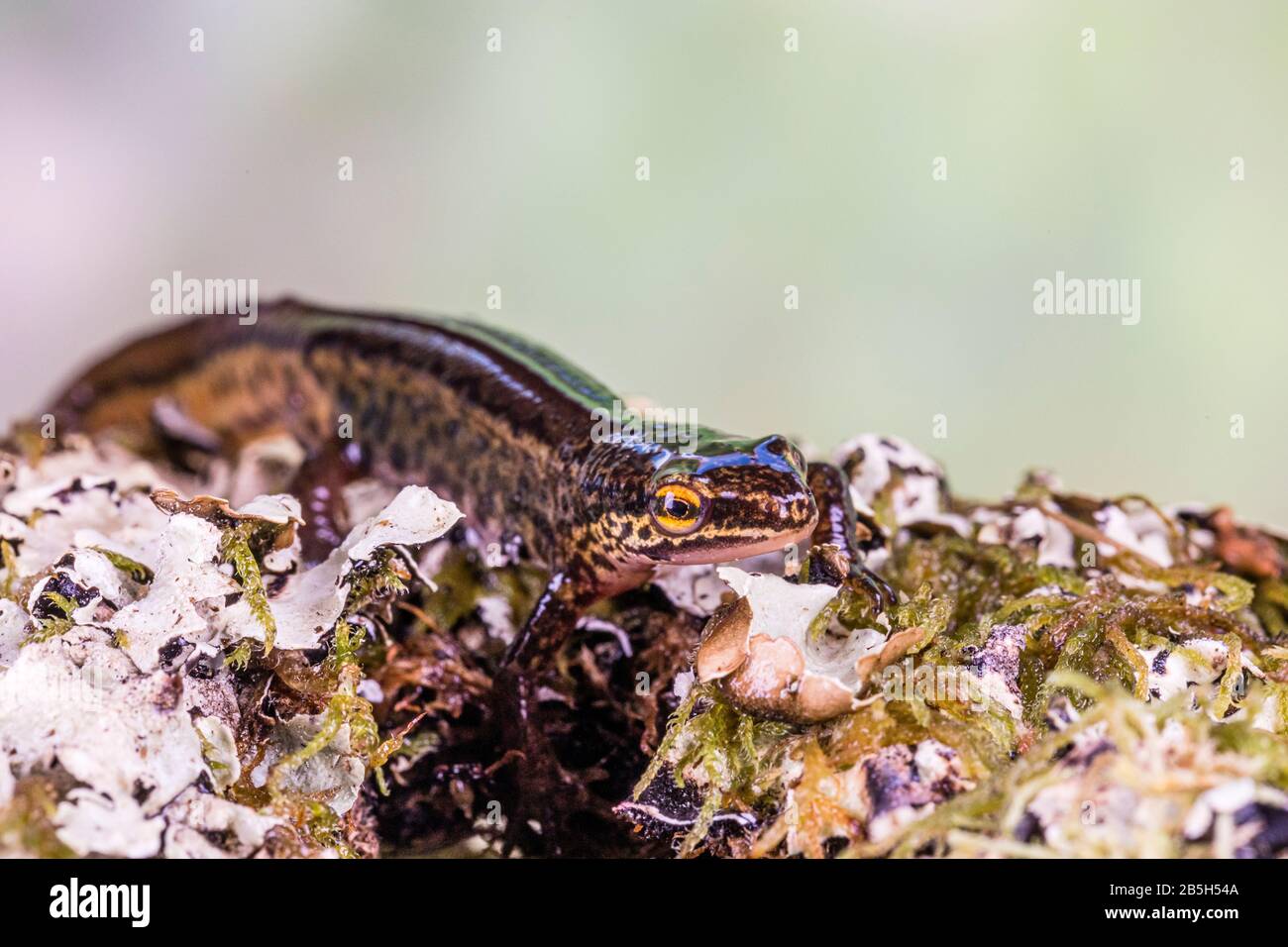 Palmate newt uk hi-res stock photography and images - Alamy
