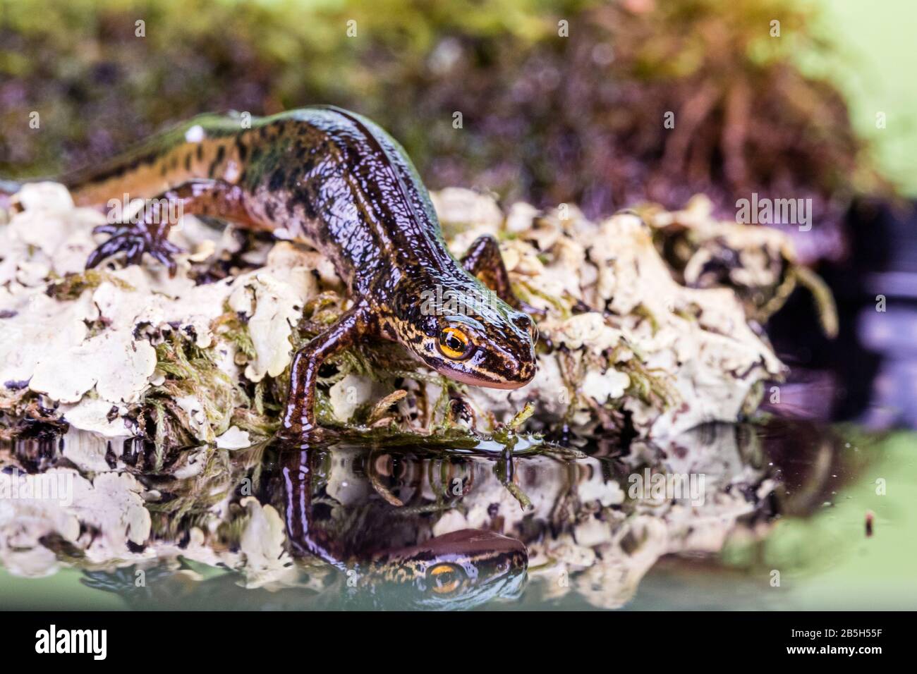 A male palmate newt photographed in a controlled set up before release ...