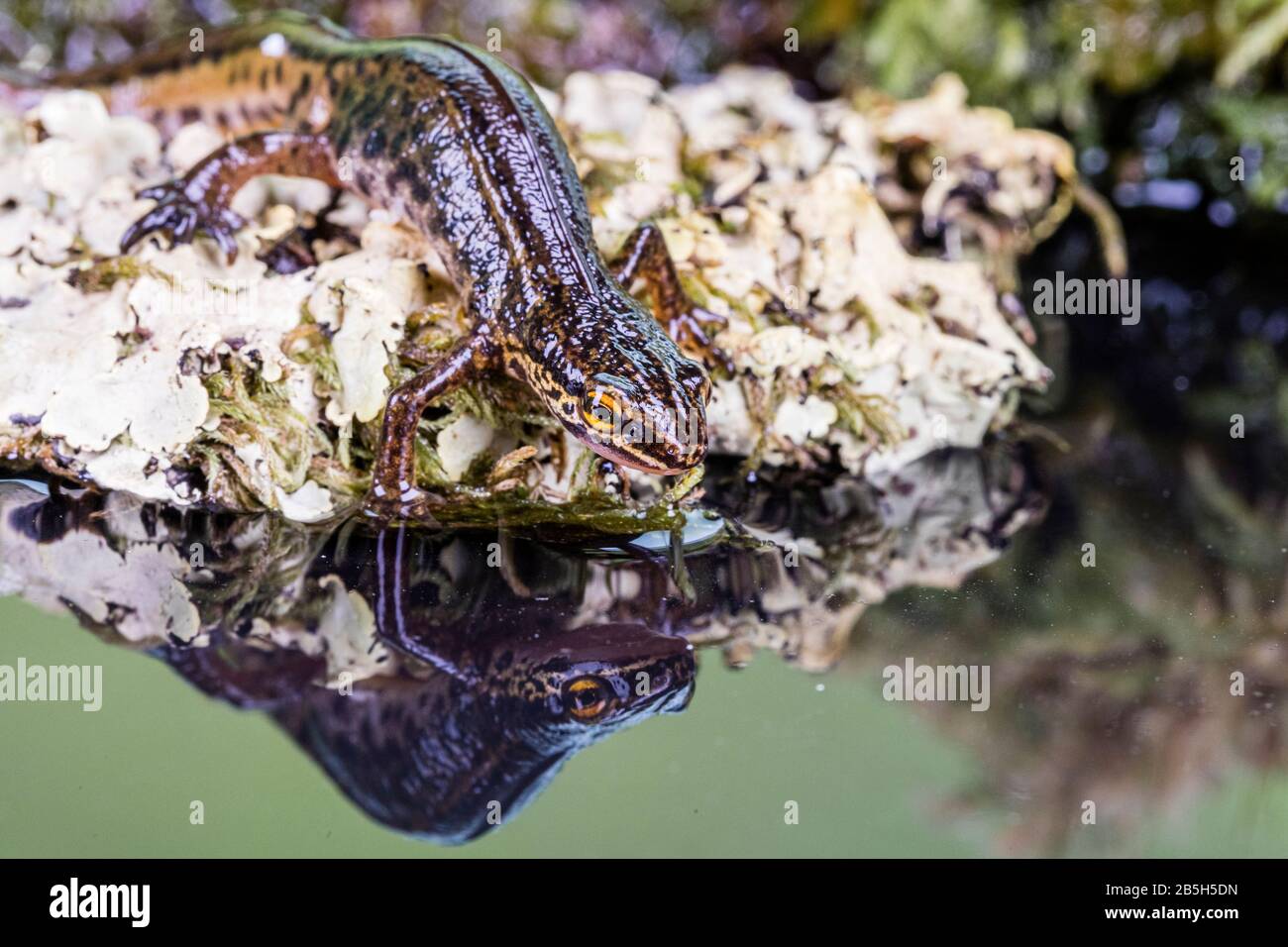 A male palmate newt photographed in a controlled set up before release ...