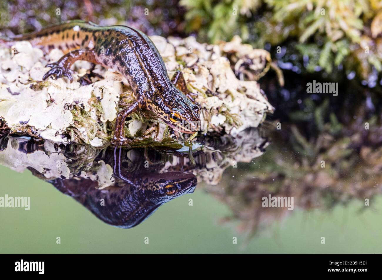 A male palmate newt photographed in a controlled set up before release ...