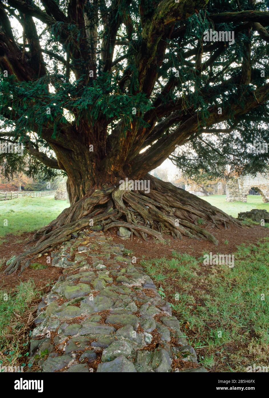 View SSW of a large yew tree with exposed roots growing on the ruined ...