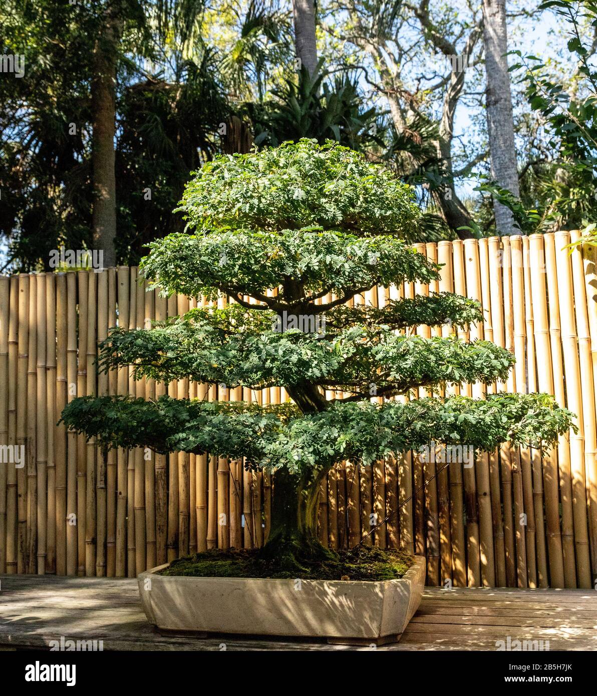 Brazilian Rain Tree Chloroleucon tortum bonsai tree grows in a ...