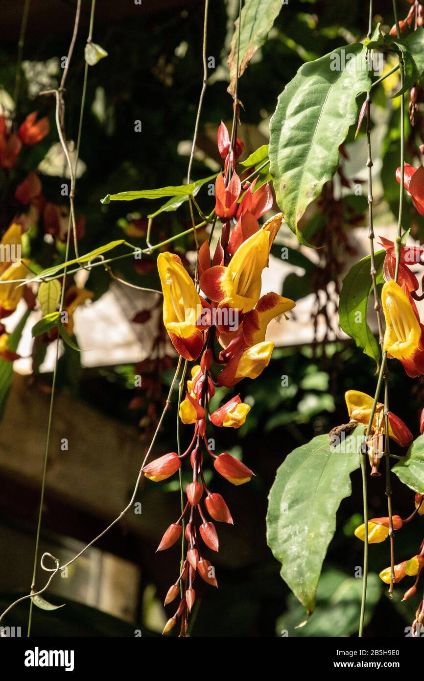 Yellow and red clock vine flowers thunbergia mysorensis hang in a ...