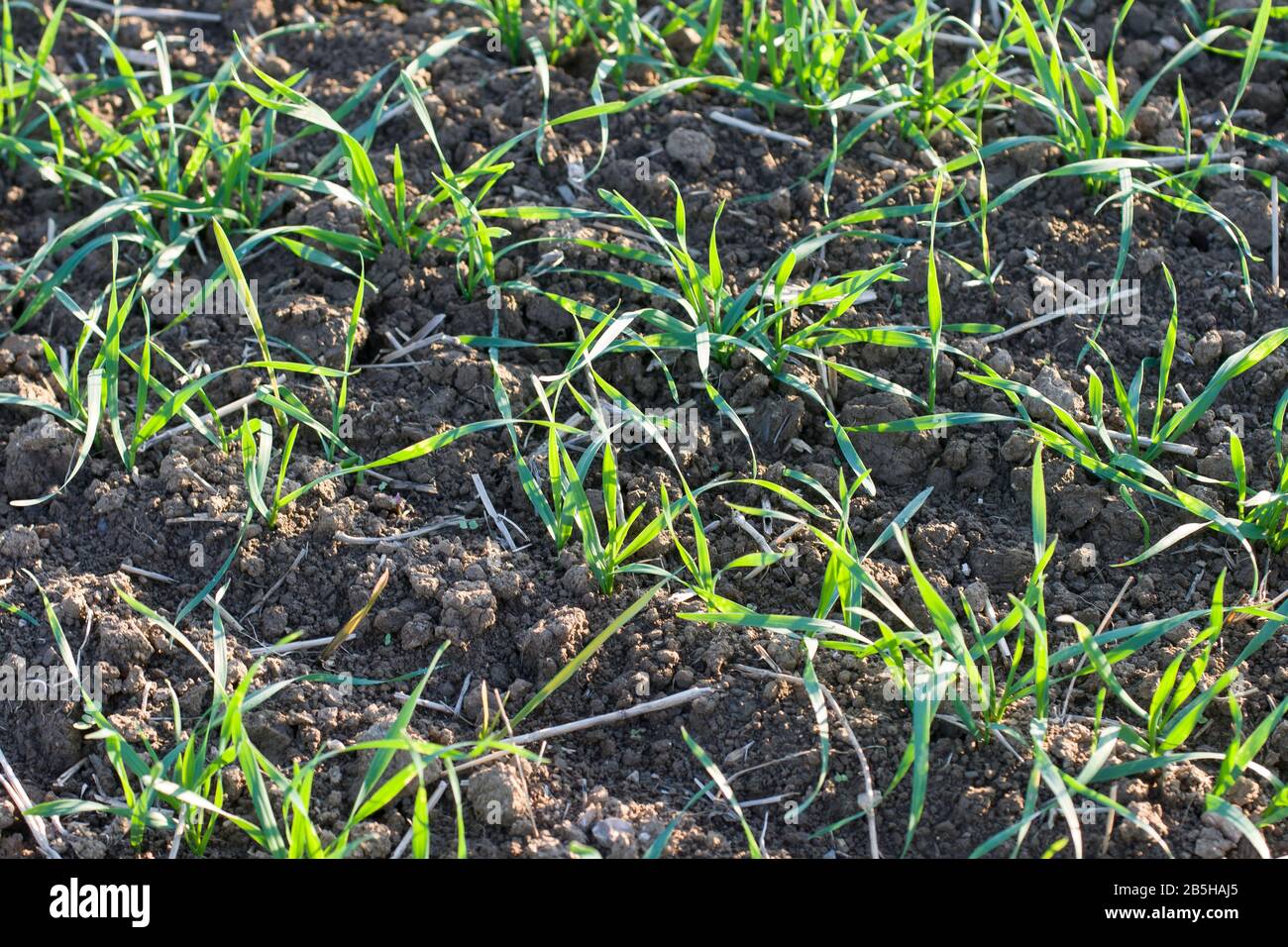 Wheat grain germinate grow hi-res stock photography and images - Alamy