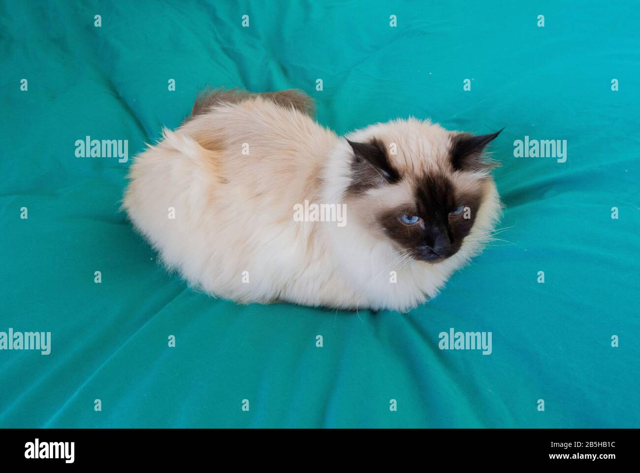 Birman cat hi-res stock photography and images - Alamy
