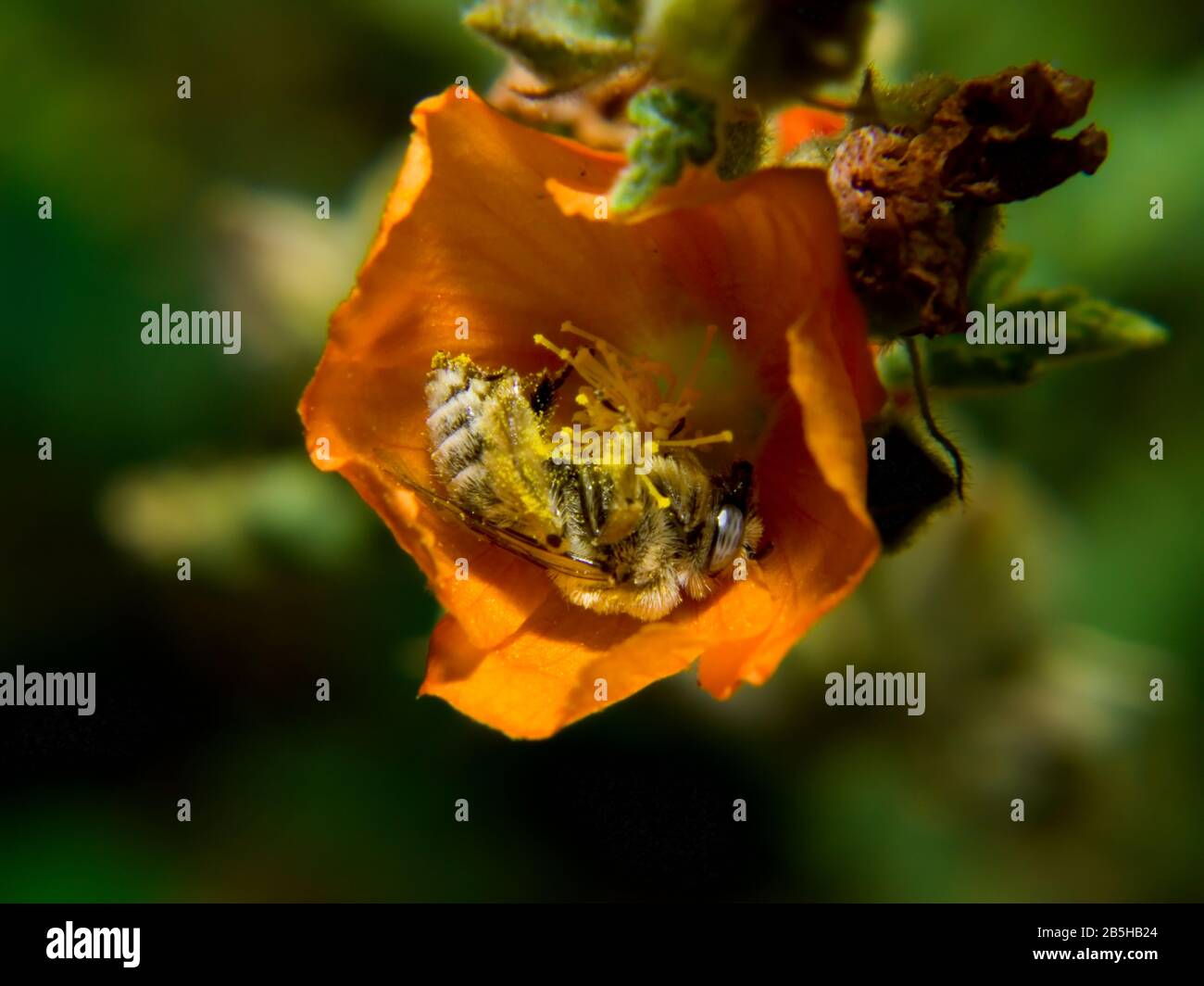A wild bee native to Arizona sleeping inside the blossom of a ...