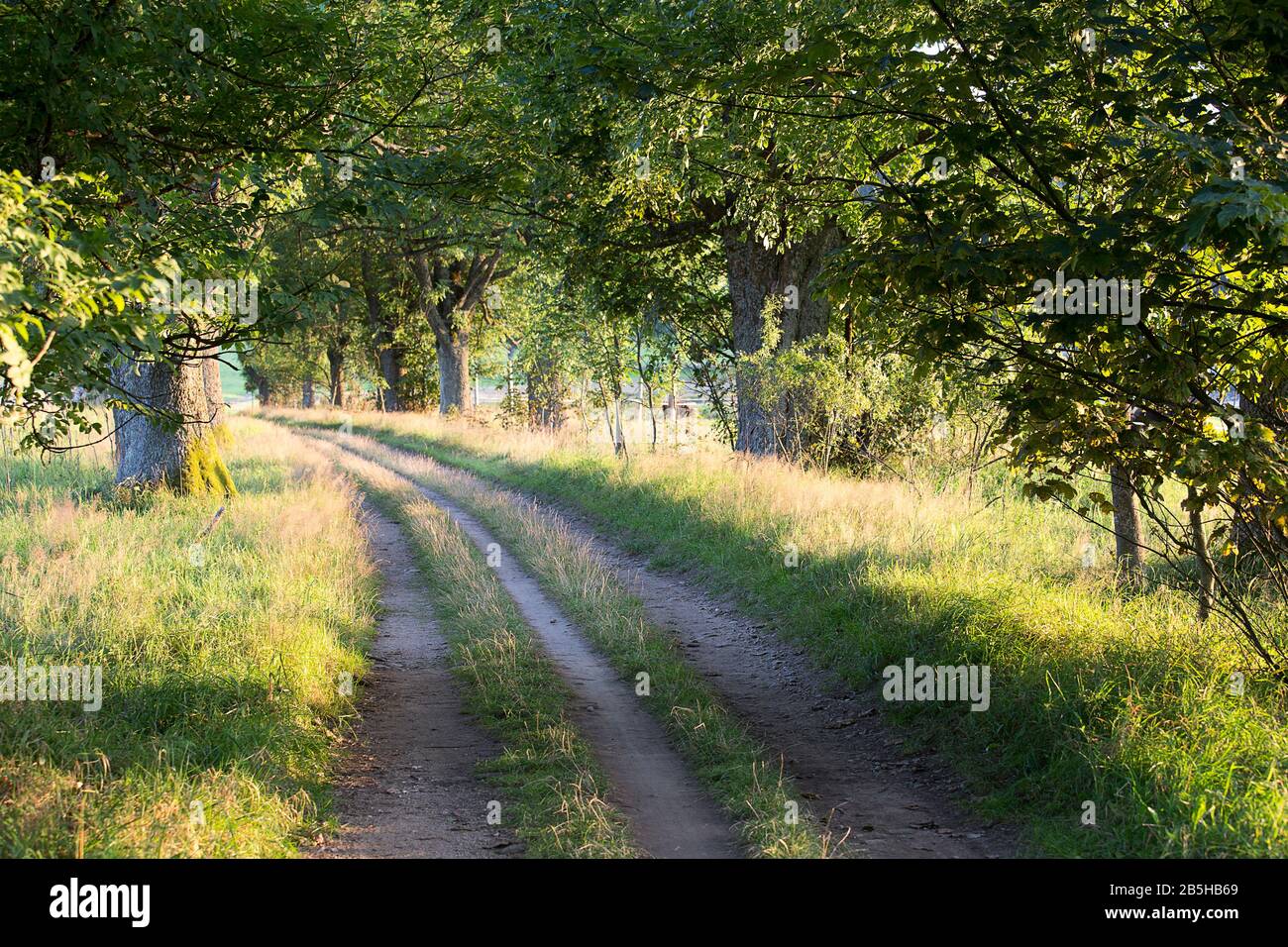 countryside pathway in the evening sun Stock Photo - Alamy