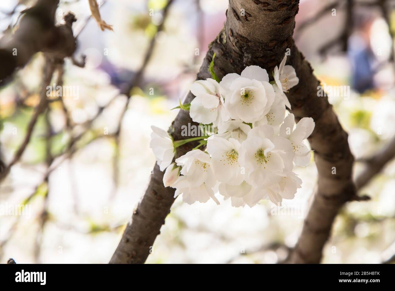Beautiful white cherry tree hi-res stock photography and images - Alamy