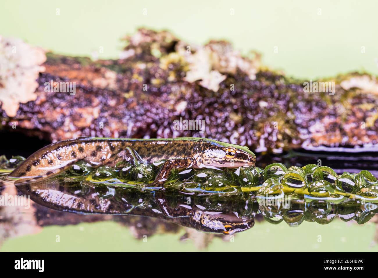 A male palmate newt photographed in a controlled set up before release ...