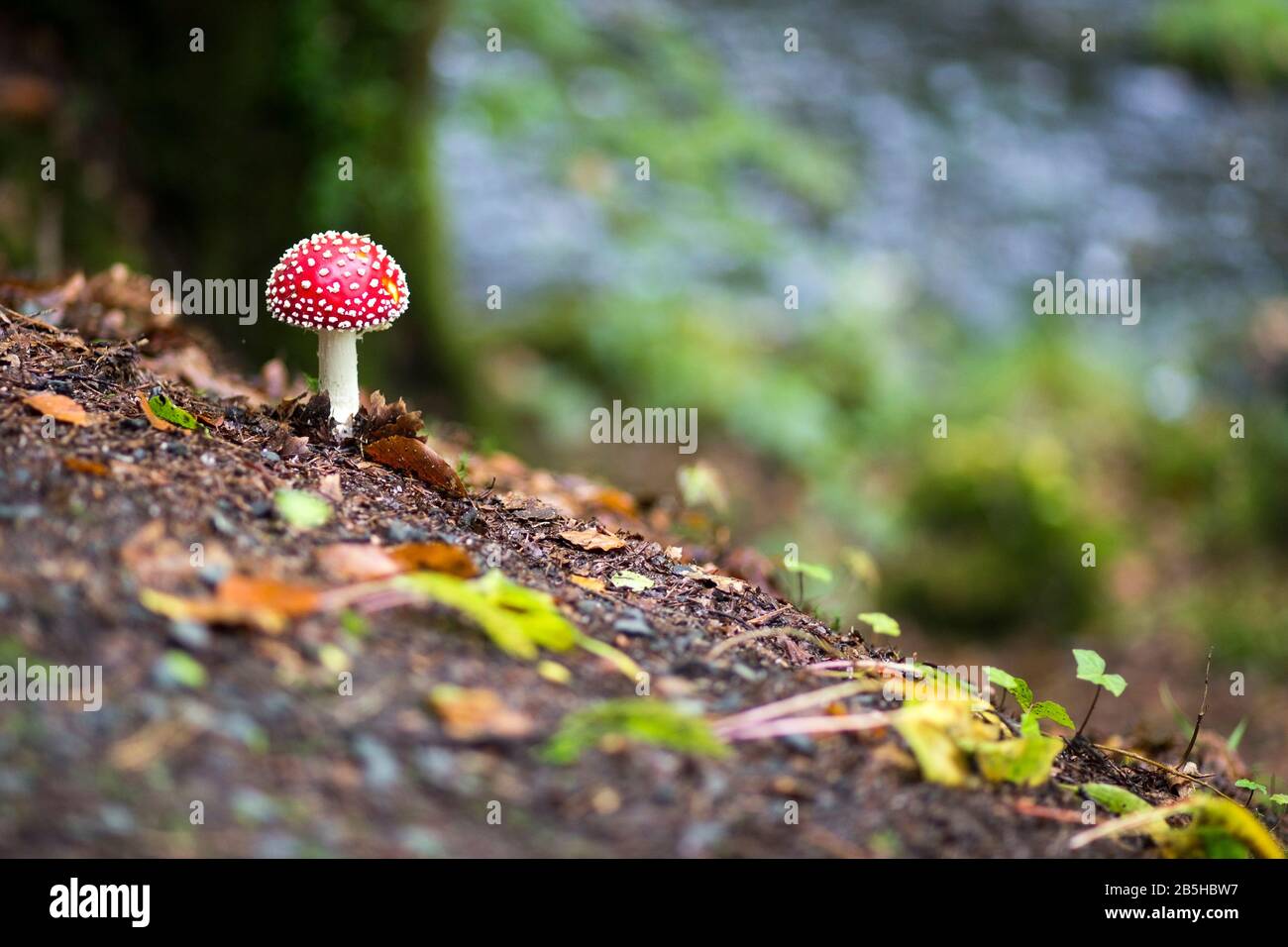 Young white-spotted red toadstool Stock Photo - Alamy
