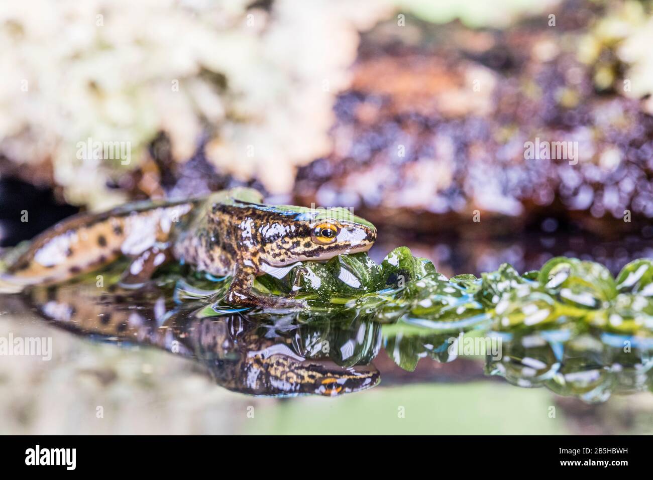 A male palmate newt photographed in a controlled set up before release ...