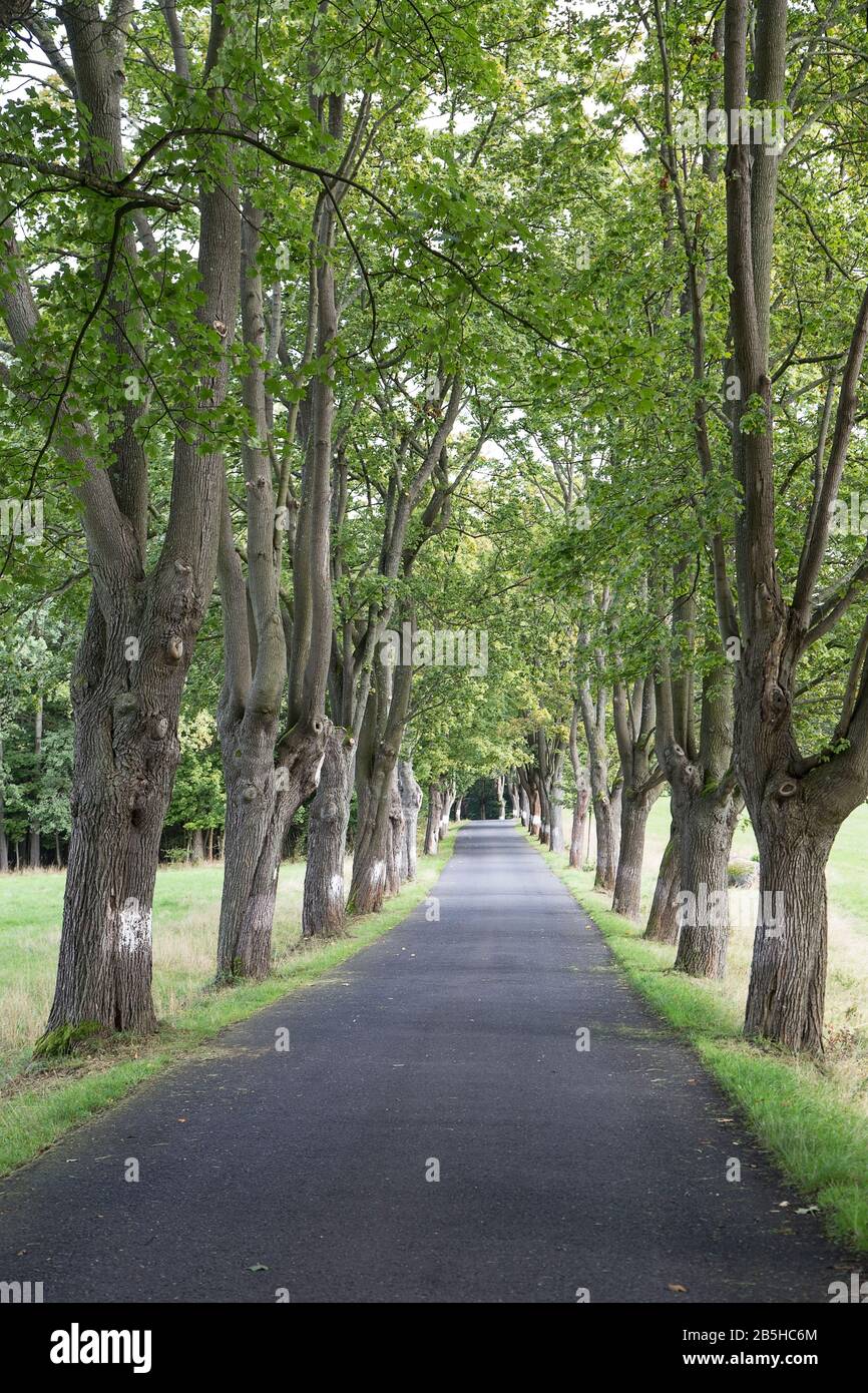 Path with old trees Stock Photo - Alamy