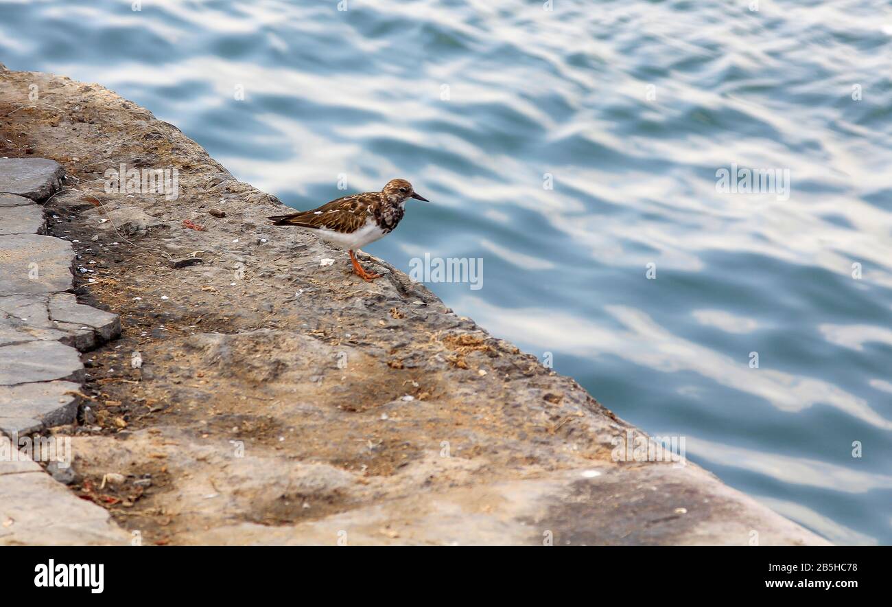 Fisher bird hi-res stock photography and images - Alamy