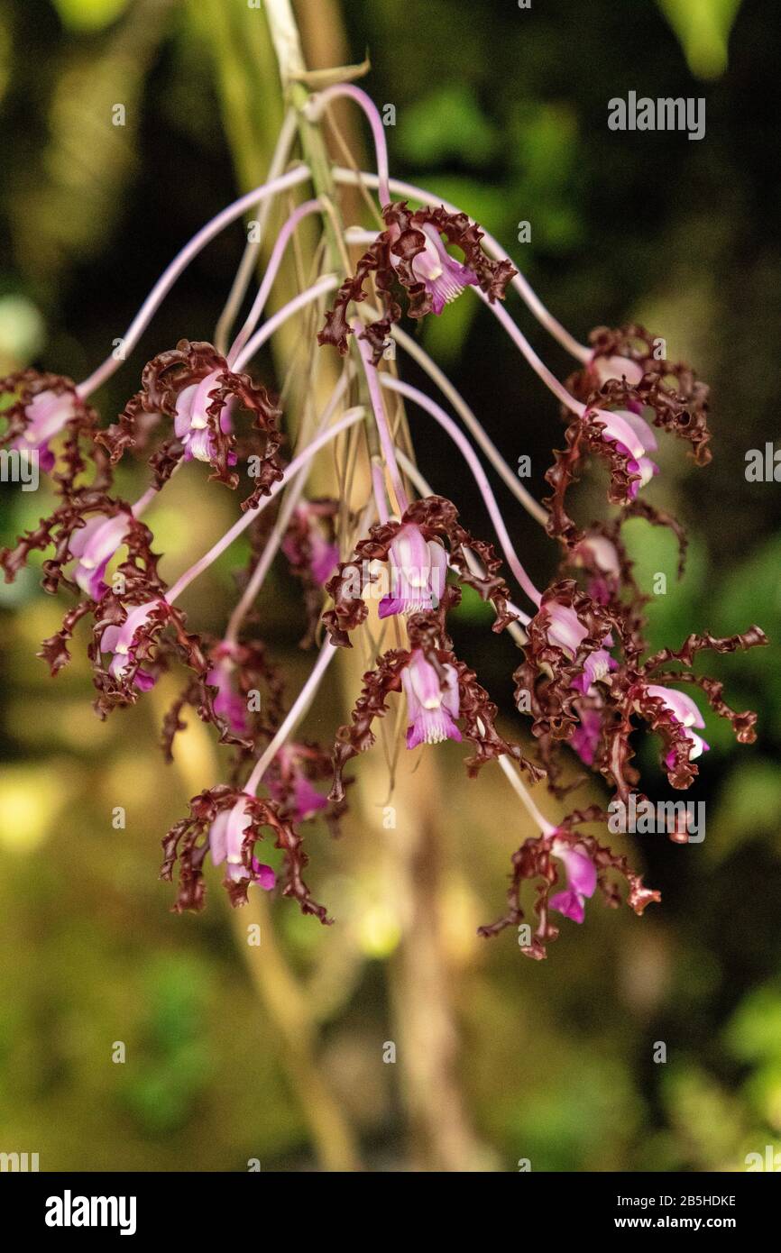Tiny pink flowers on the Laelia undulate orchid grows in Venezuela ...
