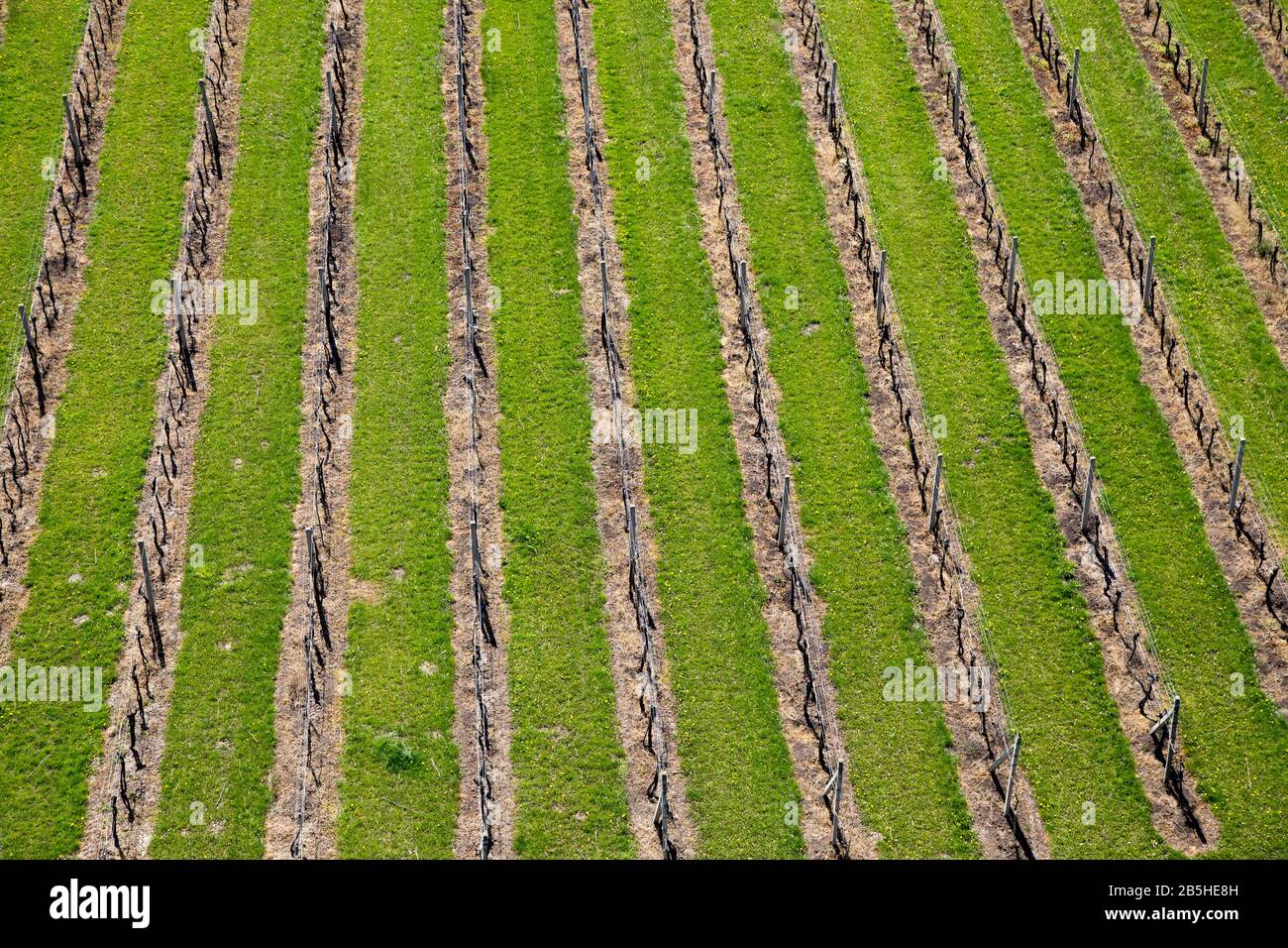 aerial view of rows of vineyard Stock Photo - Alamy