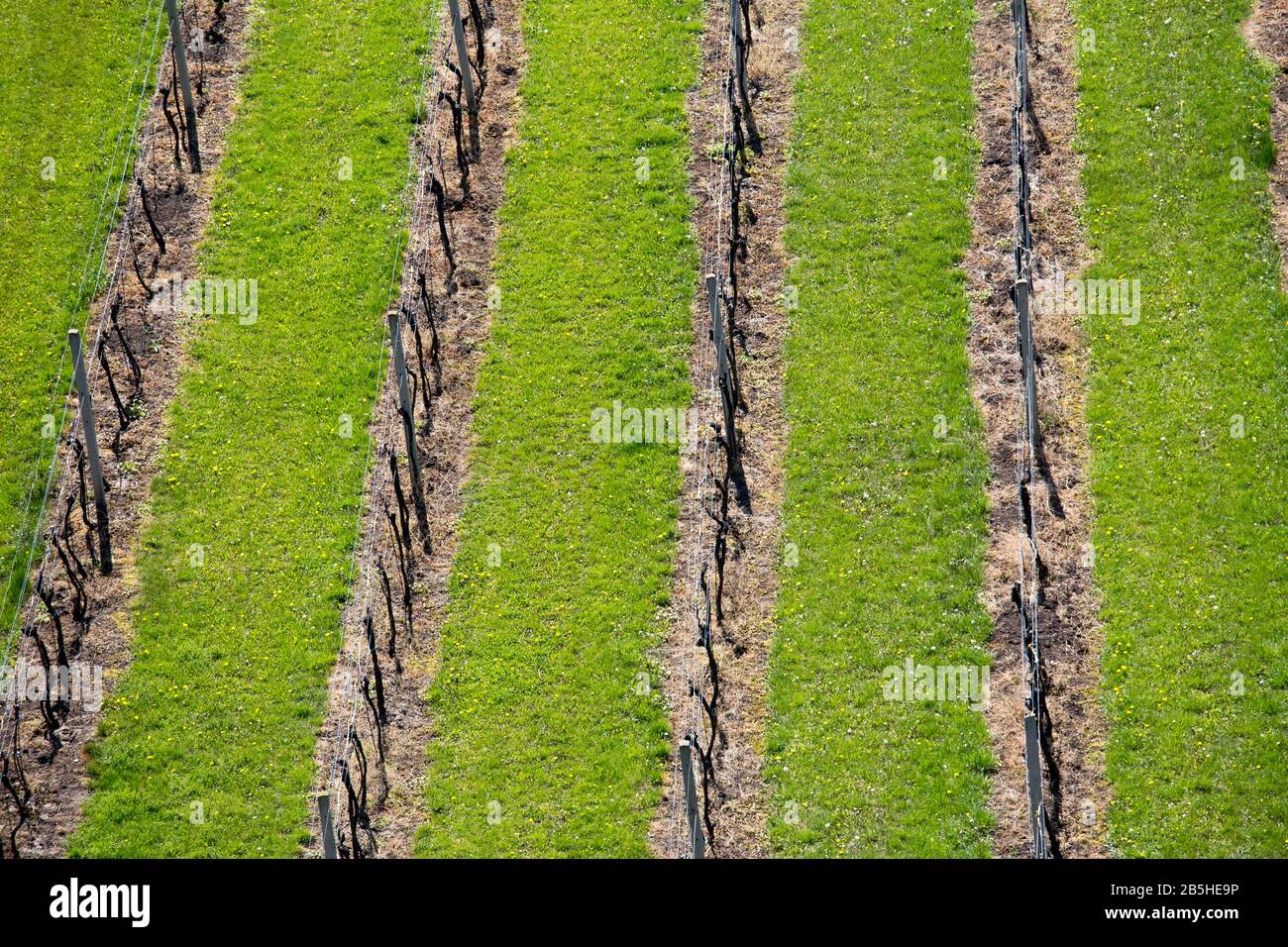 aerial view of rows of vineyard Stock Photo - Alamy