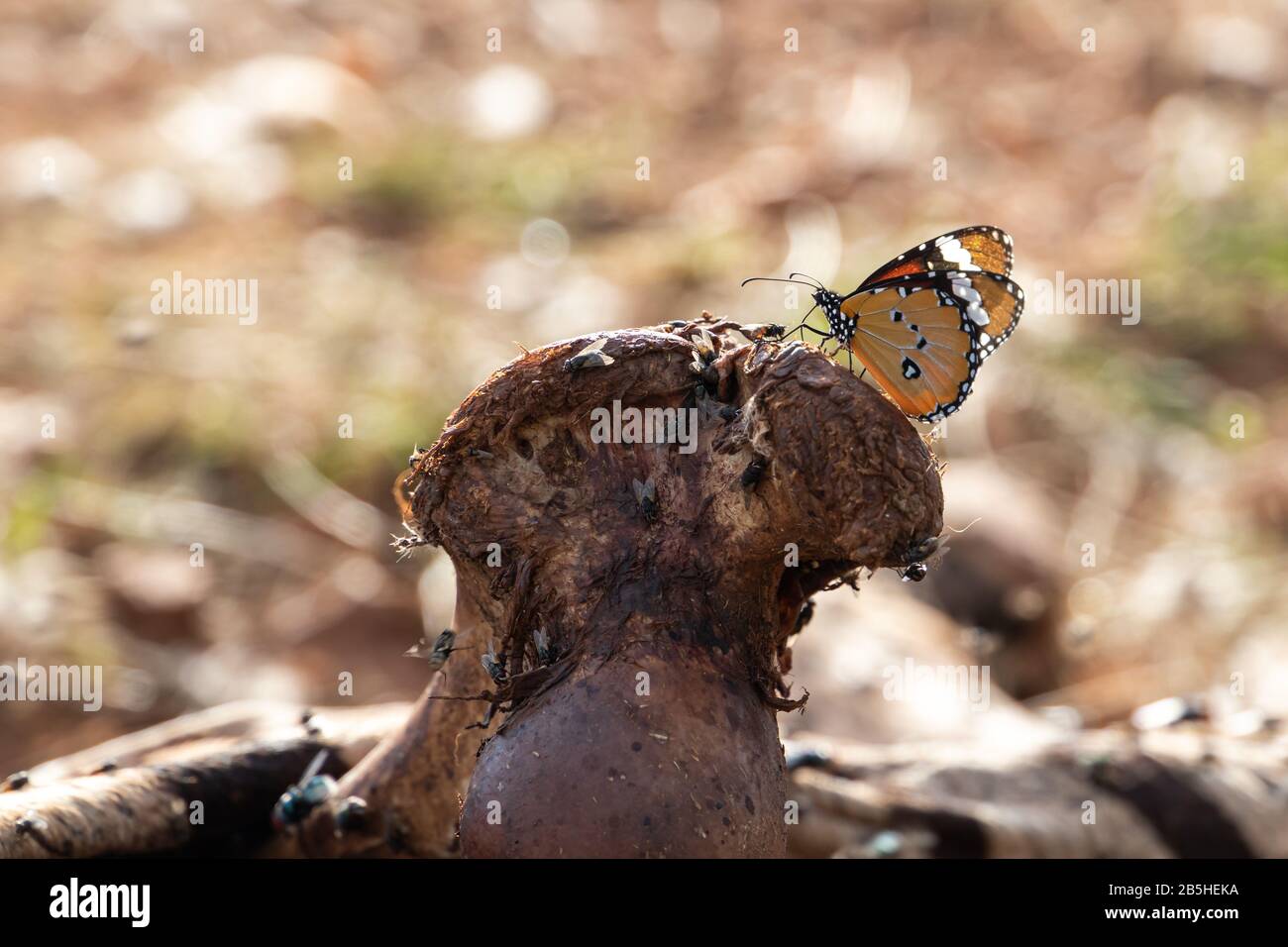 Africa decompose animal hi-res stock photography and images - Alamy