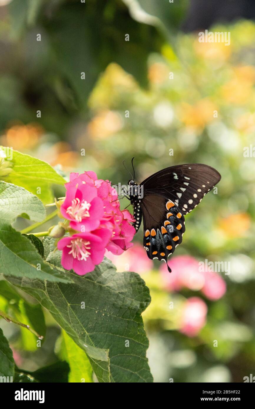 Palamedes swallowtail butterfly, Papilio palamedes, in a butterfly ...