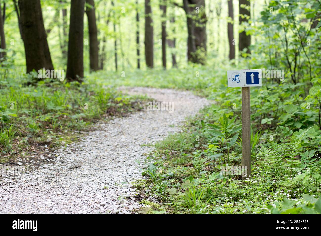 empty bike trail in forest Stock Photo - Alamy