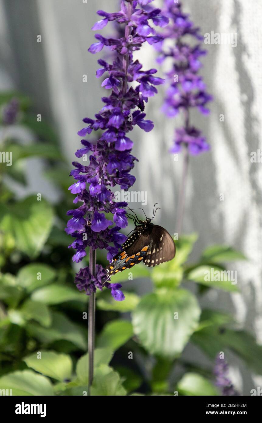 Palamedes swallowtail butterfly, Papilio palamedes, in a butterfly ...