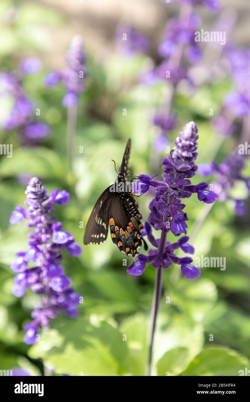 Palamedes swallowtail butterfly, Papilio palamedes, in a butterfly ...
