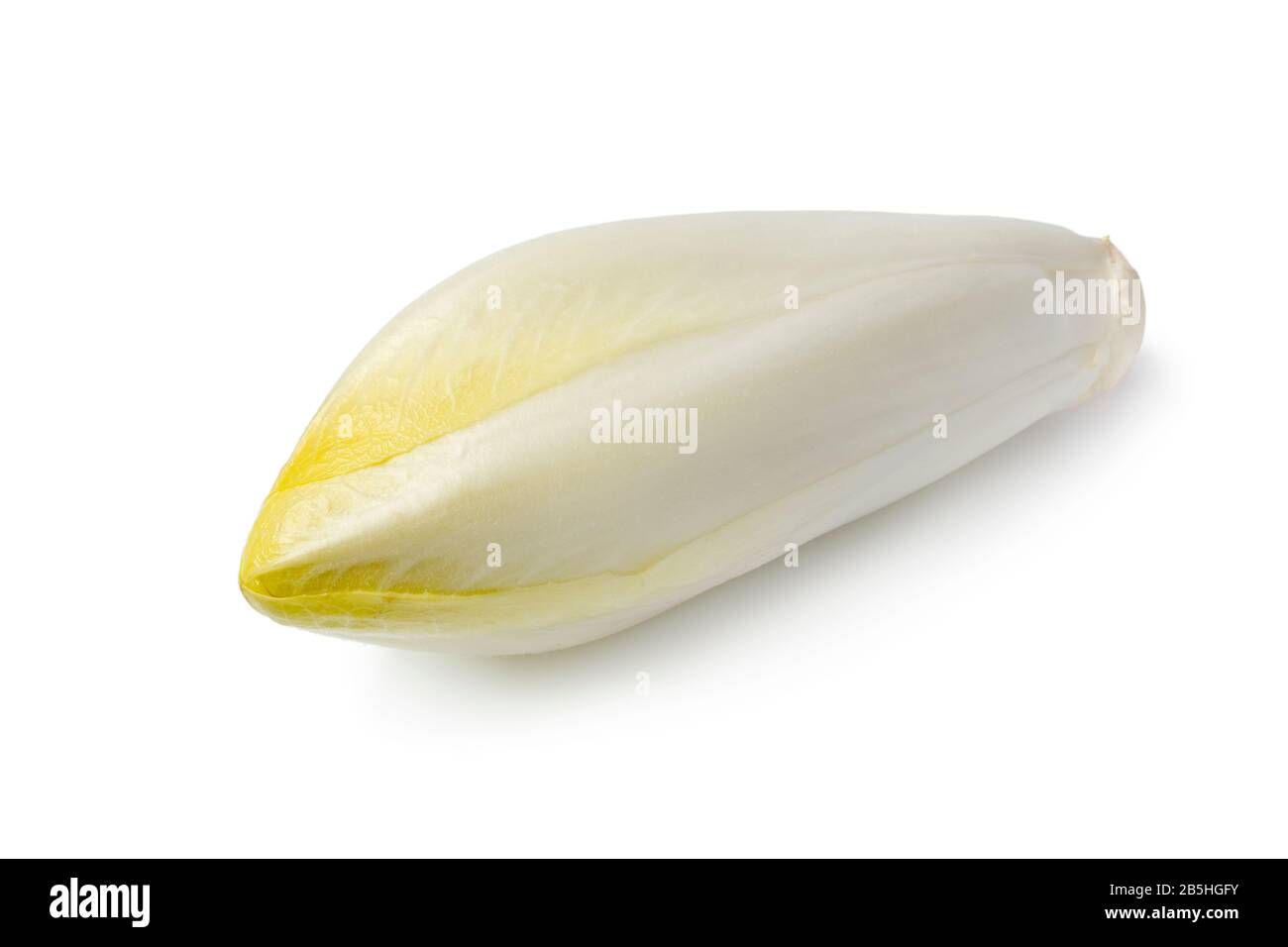 Single whole fresh raw Belgian endive isolated on white background ...