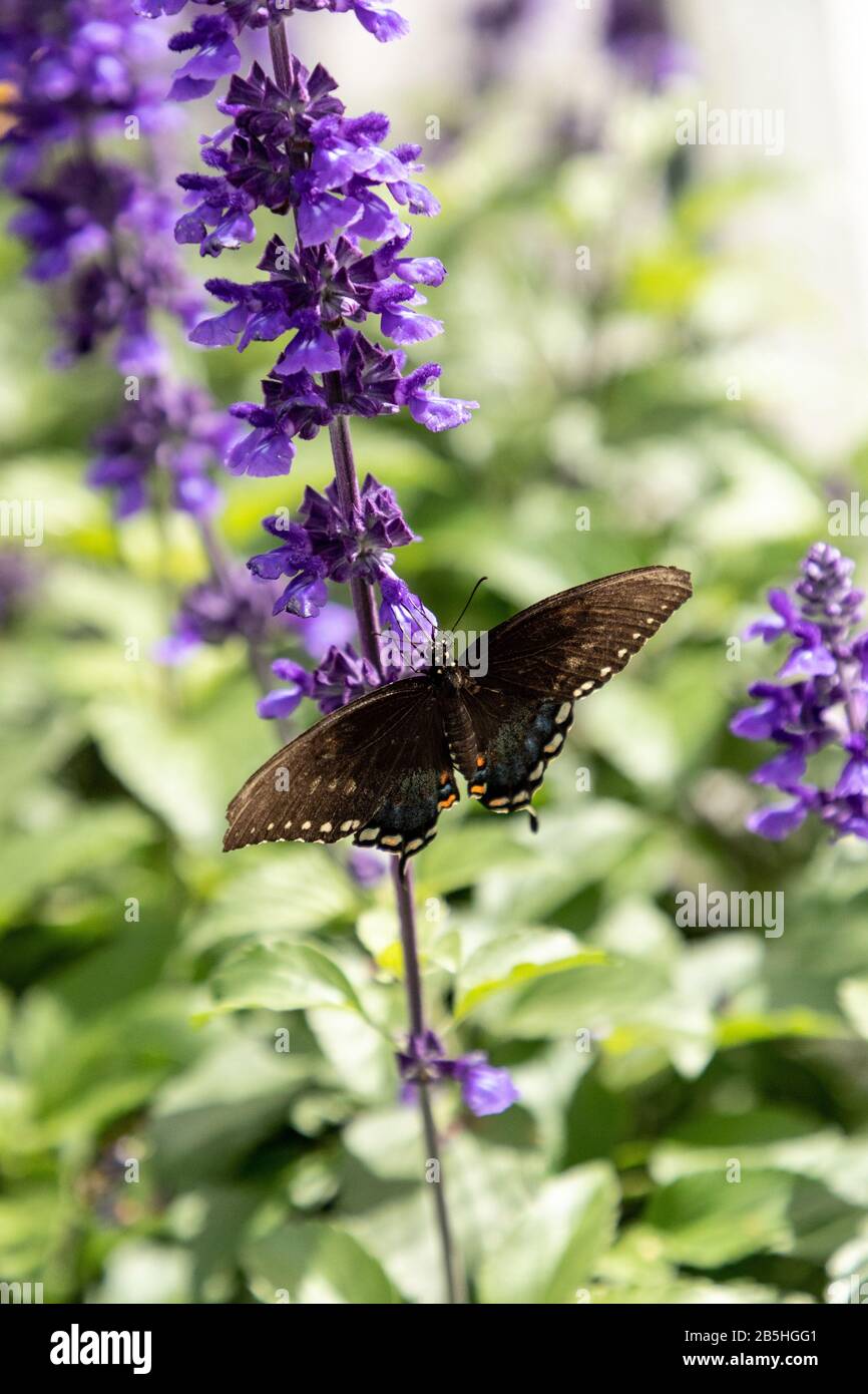 Palamedes swallowtail butterfly, Papilio palamedes, in a butterfly ...