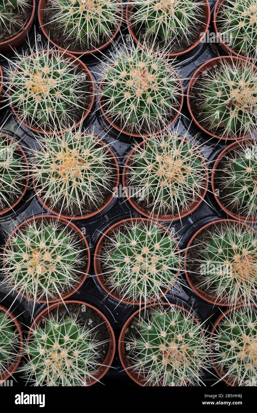 Full of cactus hi-res stock photography and images - Alamy