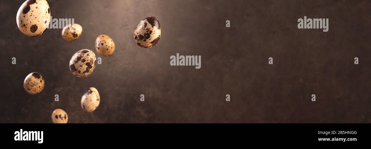 Quail egg flying on dark brown backdrop. Banner with copyspace Stock ...