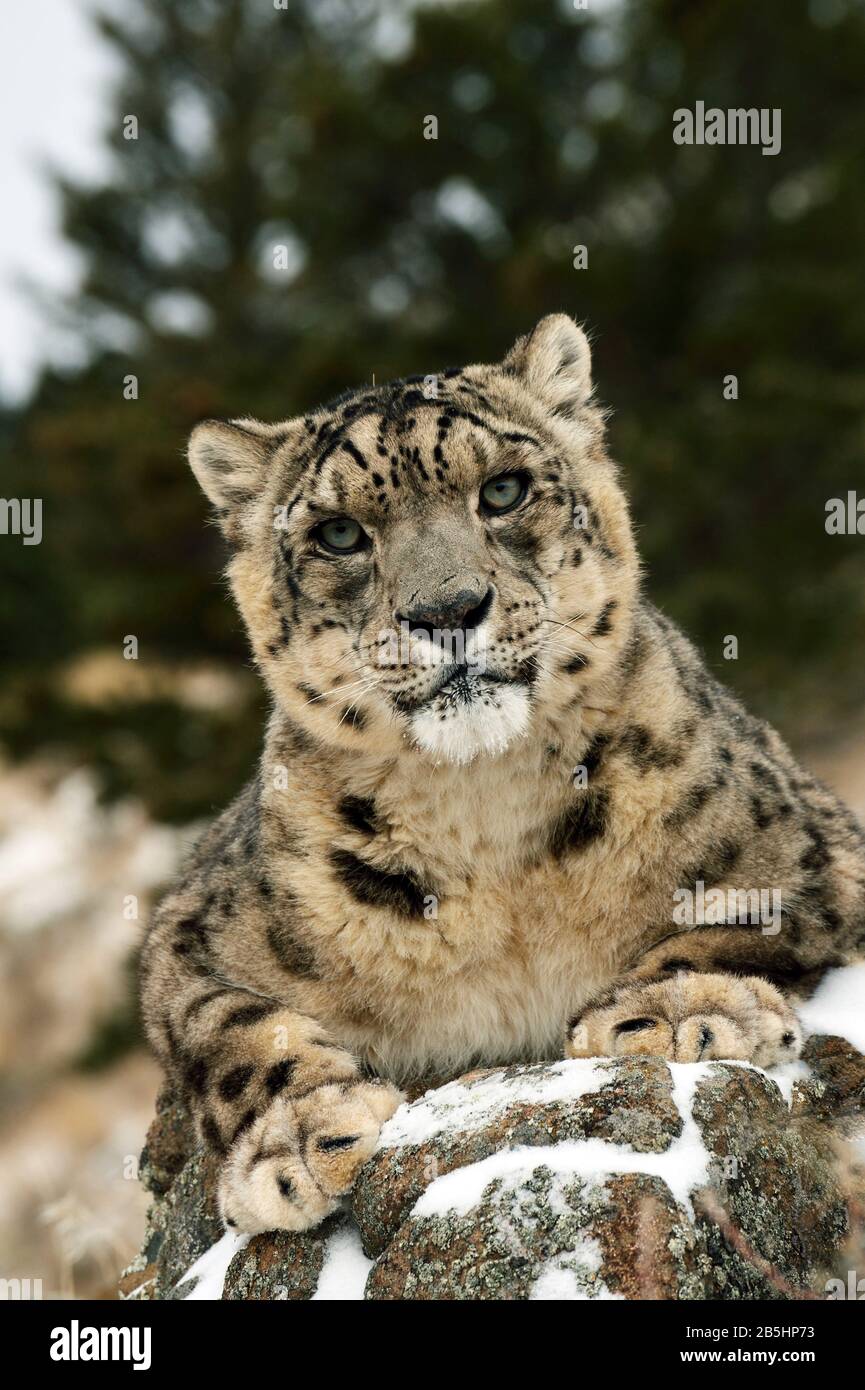 Snow leopard looking Stock Photo - Alamy