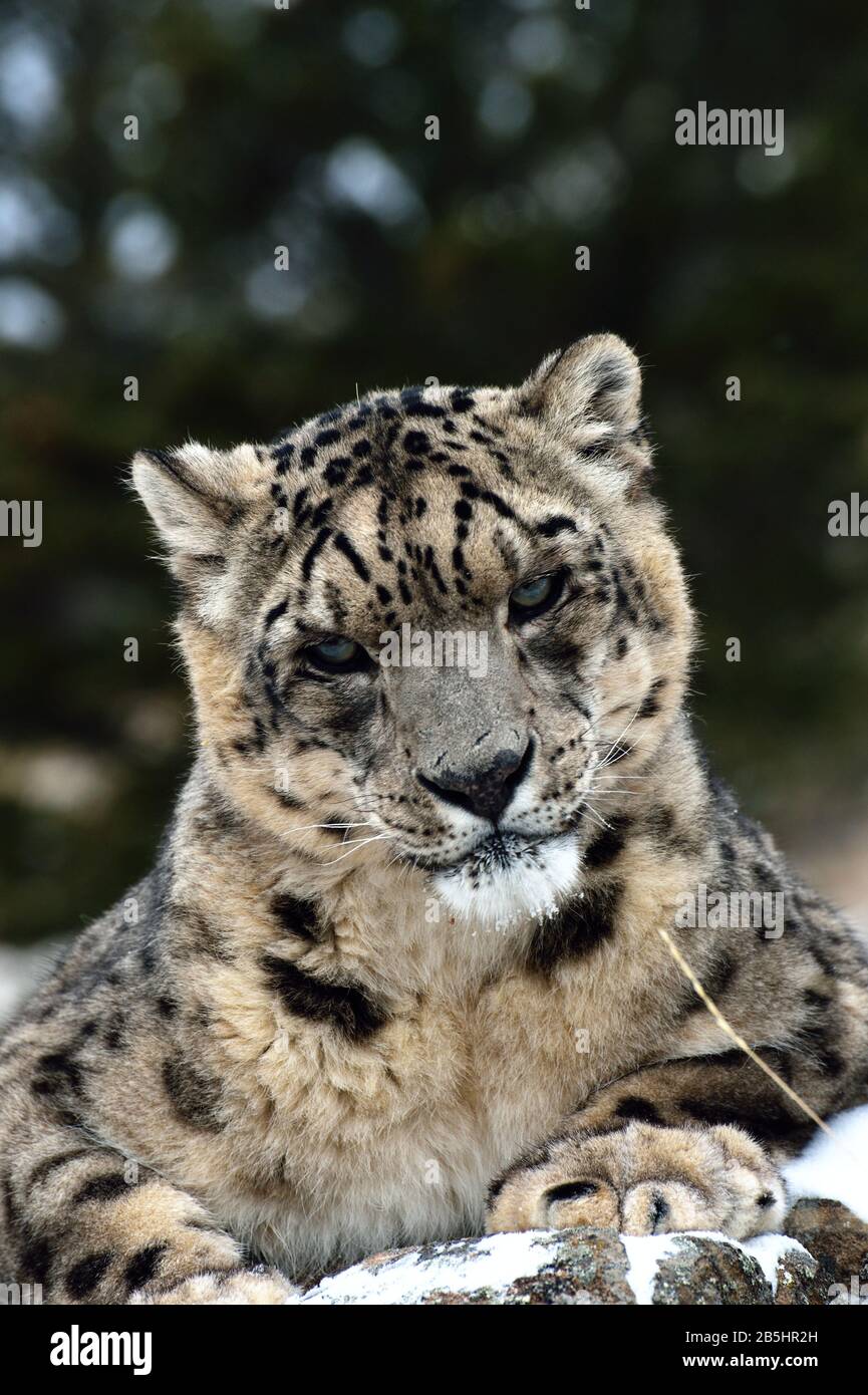 Snow leopard staring Stock Photo - Alamy