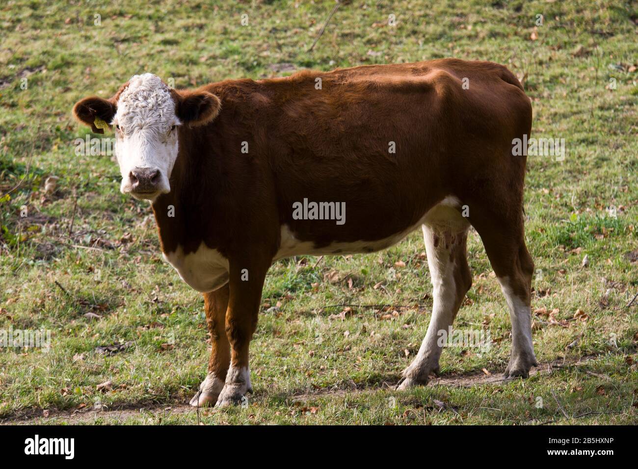 Cow on the path hi-res stock photography and images - Alamy
