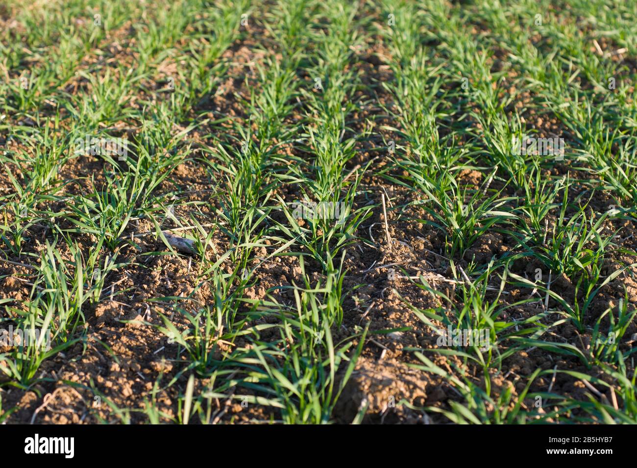 Wheat grain germinate grow hi-res stock photography and images - Alamy