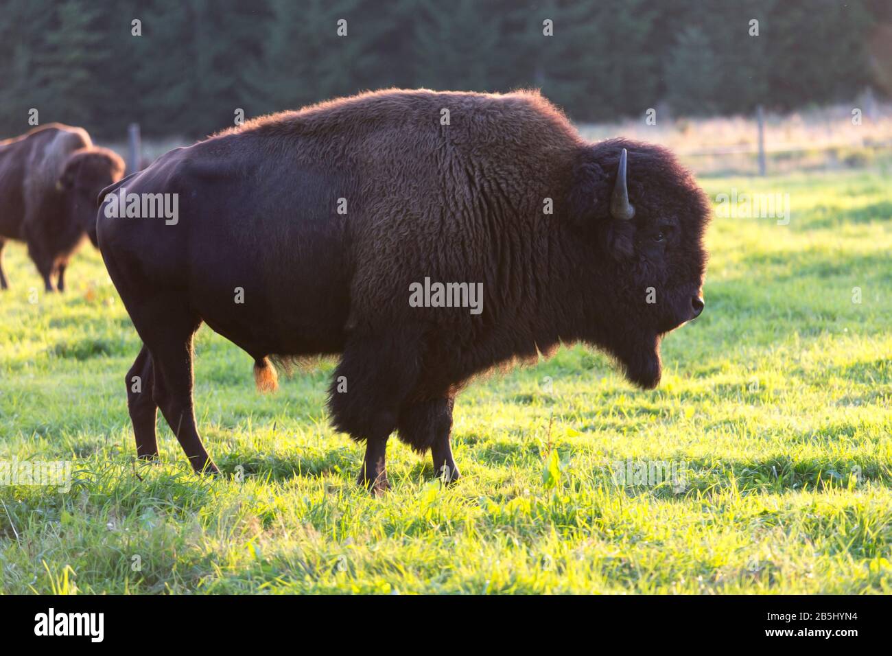 Big bufallo hi-res stock photography and images - Alamy