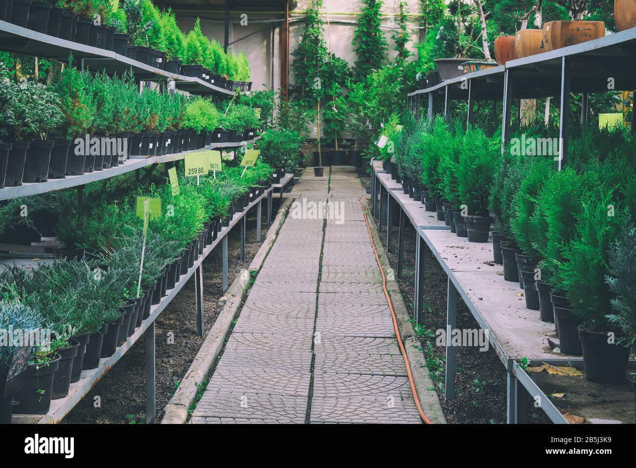 Open-air street shop selling green plants on shelves in flowerpots pine ...