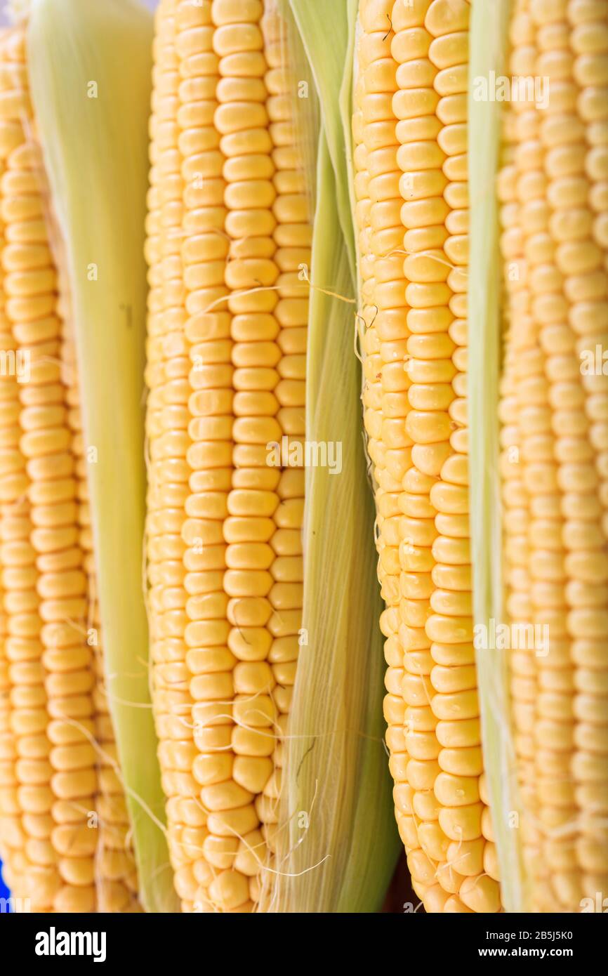 Corn cobs with skins background, texture. Husk of corn contains and ...